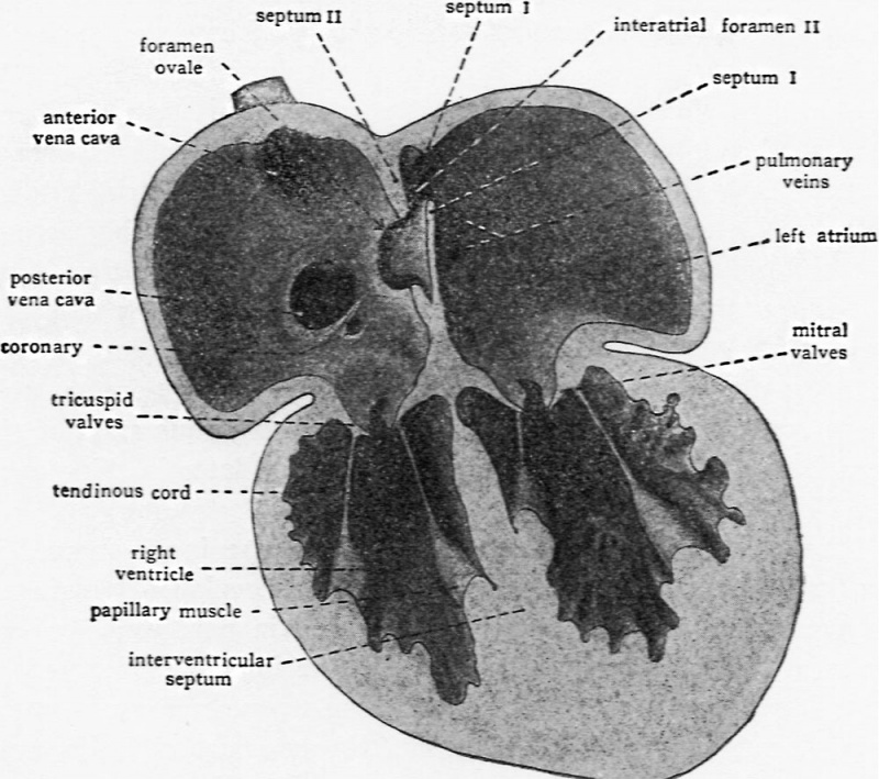 Paper - Developmental defects at the foramen ovale (1938) - Embryology