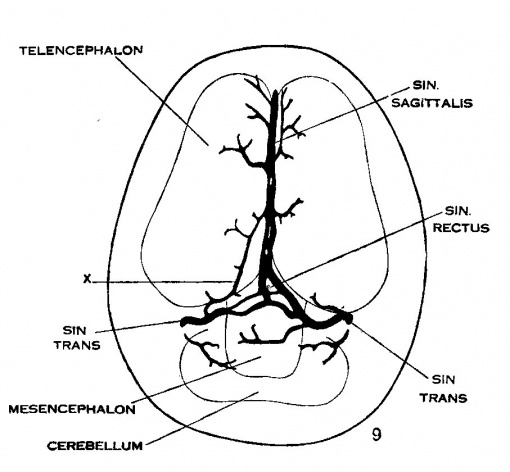 Paper - The development of the venous sinuses of the dura mater in the ...
