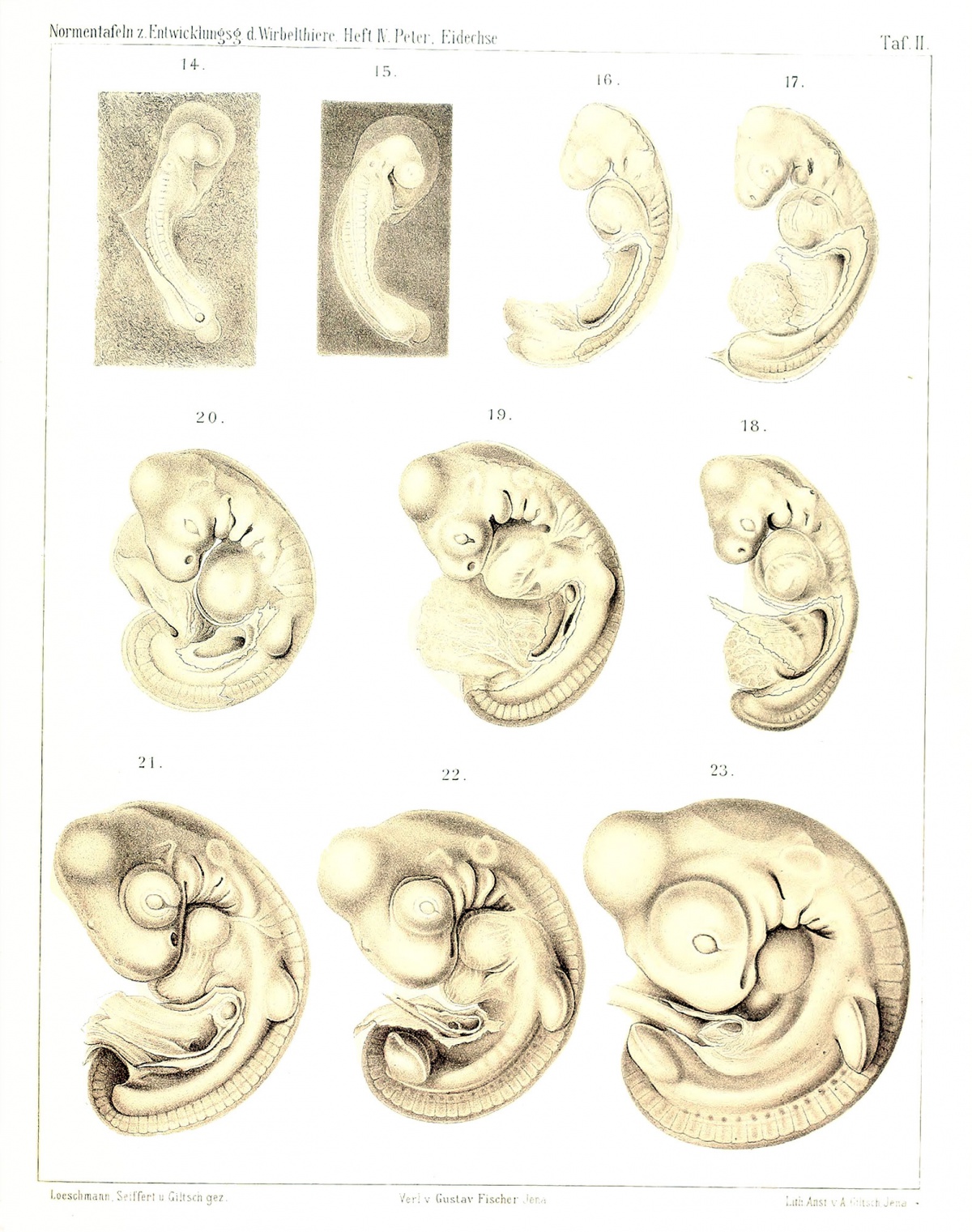Book - Normal Plates of the Development of Vertebrates 4 - Embryology