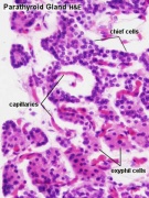 Endocrine - Parathyroid Development - Embryology