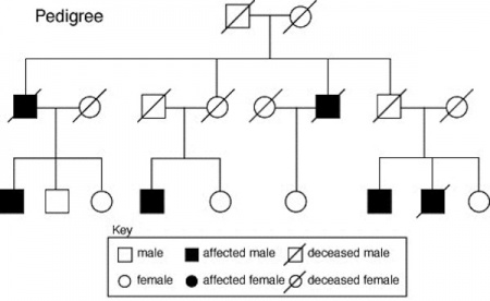 Fetal Cells in Maternal Blood - Embryology