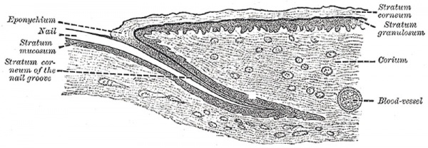 Integumentary System - Nail Development - Embryology