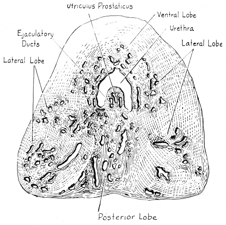 Paper - The development of the human prostate gland with reference to ...
