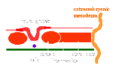 2010 Lab 3 - Embryology