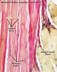 Musculoskeletal System - Tendon Development - Embryology