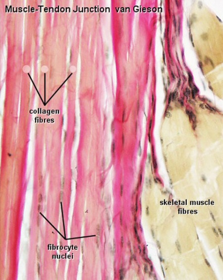 Musculoskeletal System - Tendon Development - Embryology