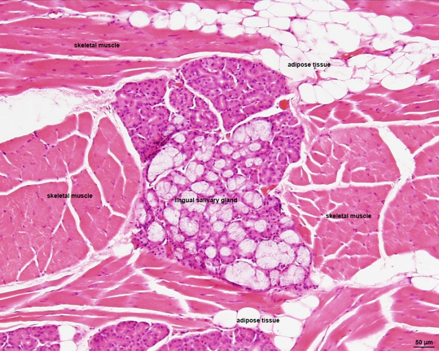 Salivary Gland Development - Embryology