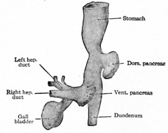 Gastrointestinal Tract - Pancreas Development - Embryology