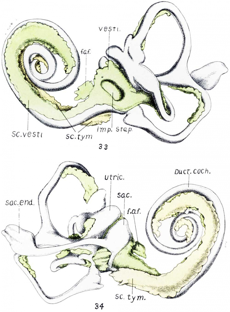 Paper - Development of the otic capsule 2 - Embryology