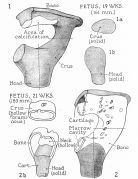 Hearing - Middle Ear Development - Embryology