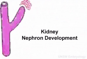 Nephron Development Movie - Embryology