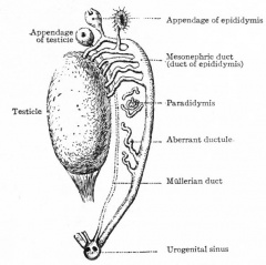 Testis Development - Embryology
