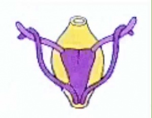 Trigone Development Movie - Embryology
