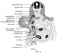 Respiratory System - Diaphragm - Embryology