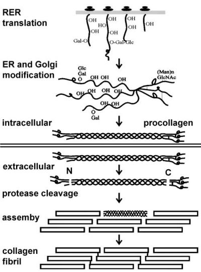ANAT2241 Connective Tissue Types - Embryology