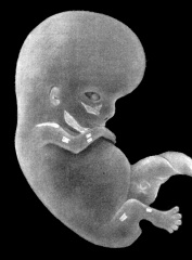 Category:Carnegie Embryo 333 - Embryology