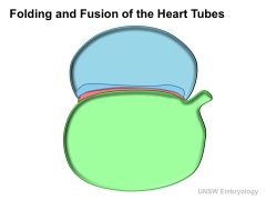 Lecture - Heart Development - Embryology