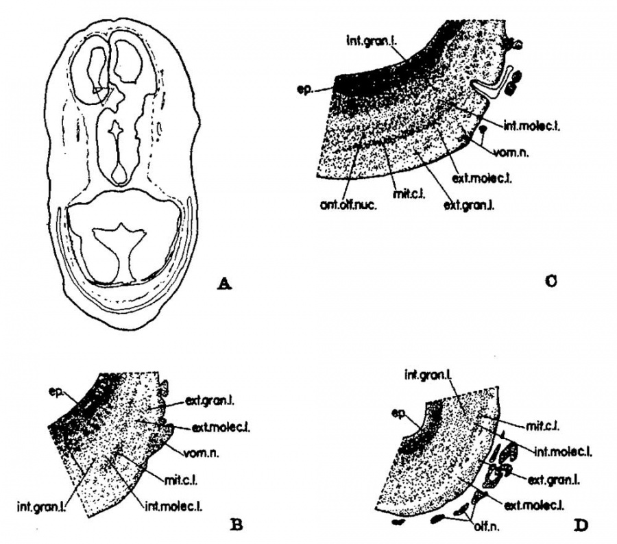 Paper - The development of the olfactory and the accessory olfactory ...
