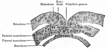 Rabbit Development - Embryology