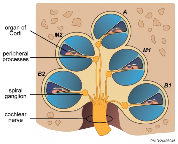 Hearing - Neural Pathway - Embryology