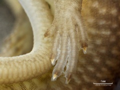 Lizard Development - Embryology