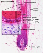 Integumentary System - Hair Development - Embryology