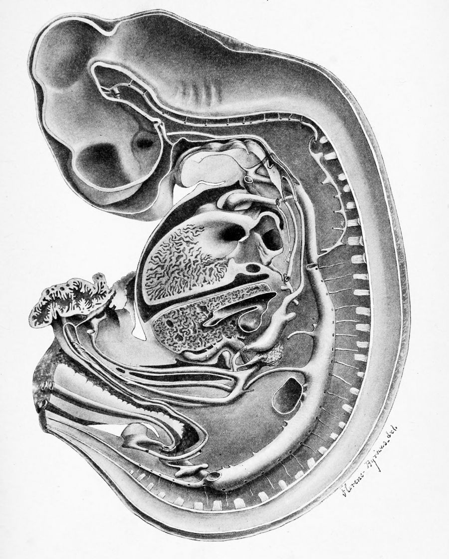 Paper - The gross anatomy of a 12 mm pig - Embryology