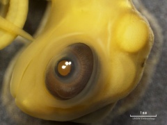 Lizard Development - Embryology