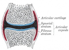 Cartilage Histology - Embryology