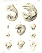 Category:Lizard - Embryology
