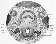 Pharyngeal arches - Embryology
