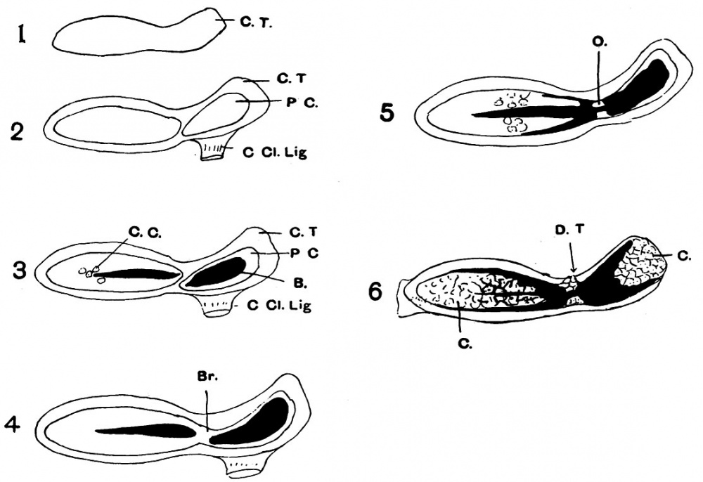 Paper - The development and ossification of the human clavicle - Embryology