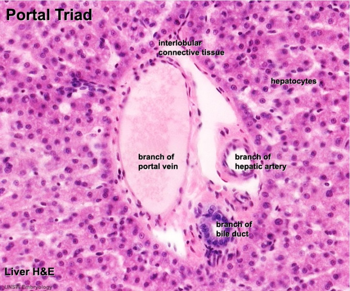 File Liver Histology 005 jpg Embryology