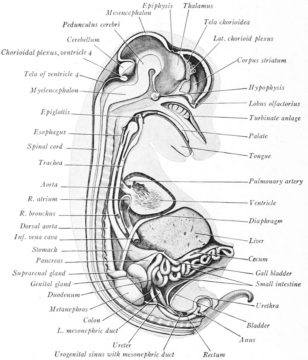 Book - Developmental Anatomy 1924-17 - Embryology