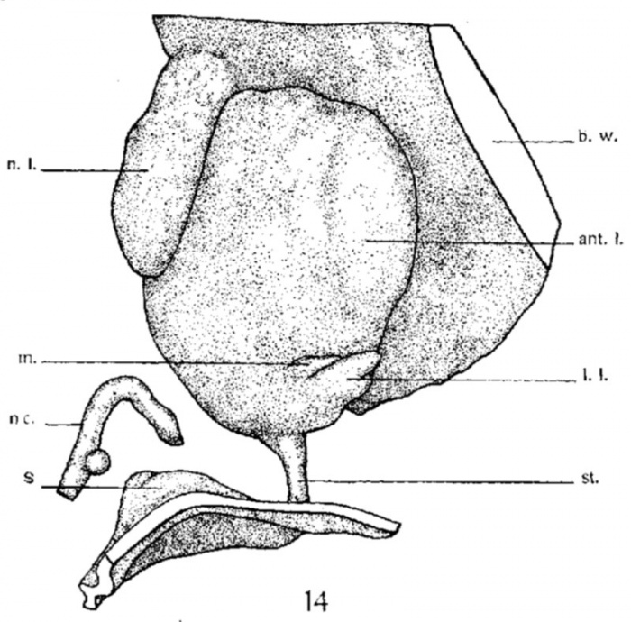 Paper - The development of the hypophysis cerebri of the rabbit ...