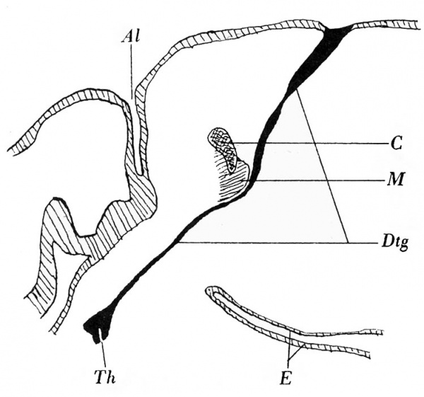 Paper - Contribution to the study of the morphogenesis of the thyroid ...