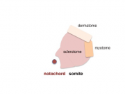 Somitogenesis - Embryology