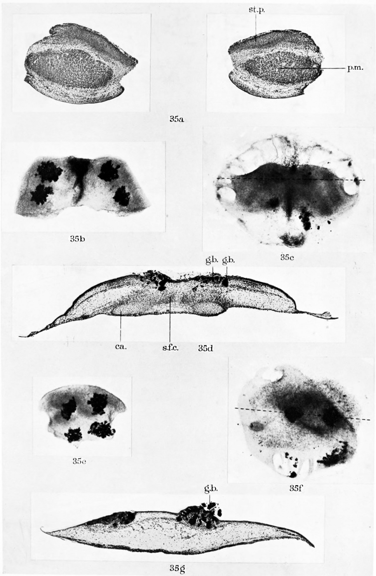Paper - The origin and developmental mechanics of the avian sternum ...
