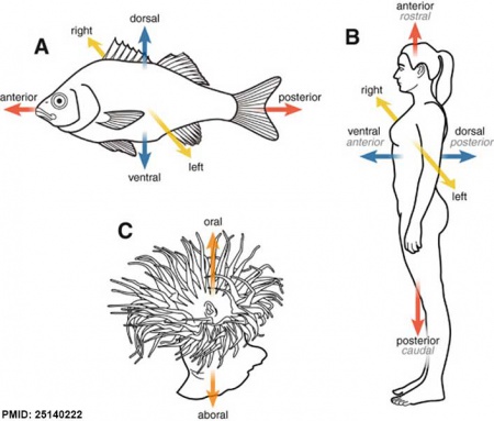 Developmental Mechanism - Axes Formation - Embryology