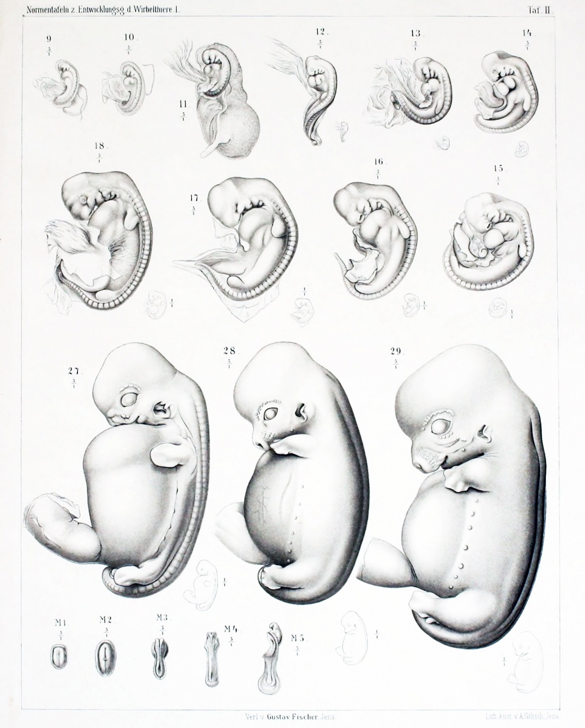 Book - Normal Plates of the Development of Vertebrates 1 - Embryology