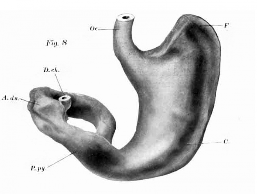 Paper - The form of the stomach in human embryos with notes upon the ...