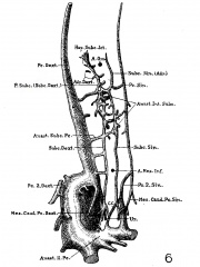 Cardiovascular - Venous Development - Embryology