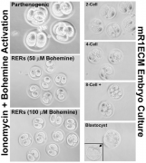 Rat Development - Embryology