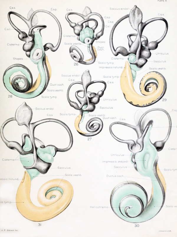 Hearing - Inner Ear Development - Embryology