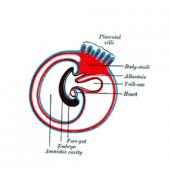 Lecture - Placenta Development - Embryology