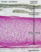 ANAT2241 Connective Tissue Components - Embryology