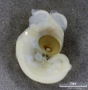 Lizard Development - Embryology