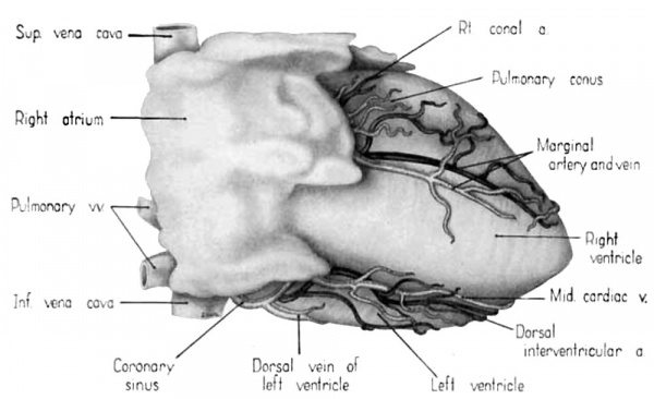 Paper - The human embryonic heart in the ninth week - Embryology