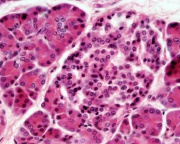 Gastrointestinal Tract - Pancreas Histology - Embryology