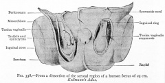 Testis Development - Embryology